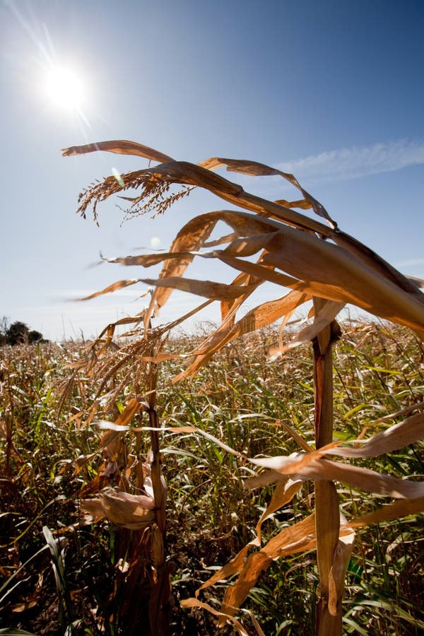 Black Angus Cow Close Up stock photo. Image of close, cattle - 3156110