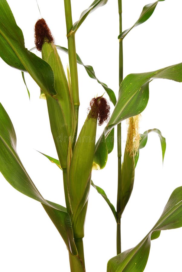 Corn Field stock image. Image of corn, green, industry - 8232811