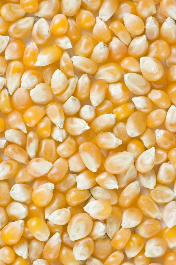 Maize corn stock image. Image of grain, food, detail, soft - 2494183