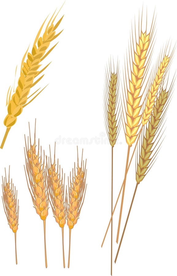 Maize Stock Illustrations – 32,520 Maize Stock Illustrations, Vectors ...