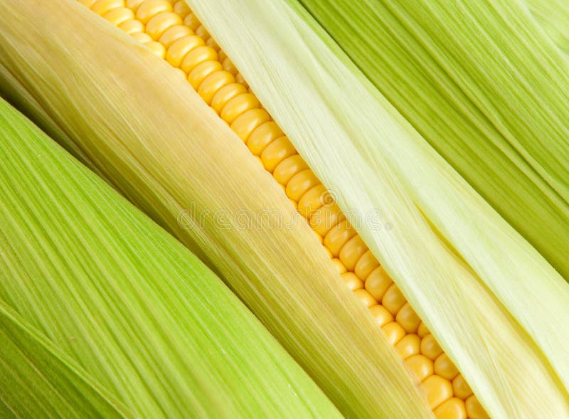 Corn stock image. Image of macro, crop, grain, fuel, green - 11889947
