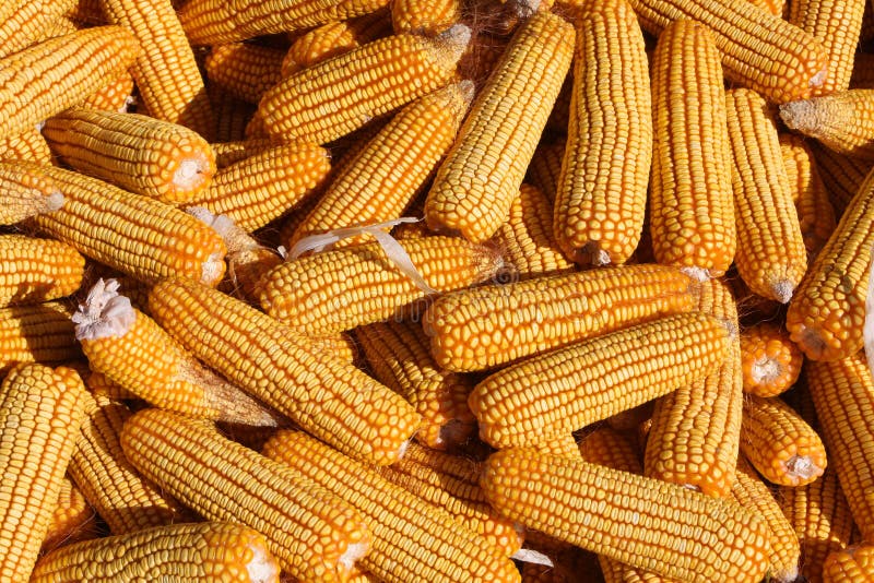 Corn stock image. Image of dryland, corn, china, cereal - 11944551