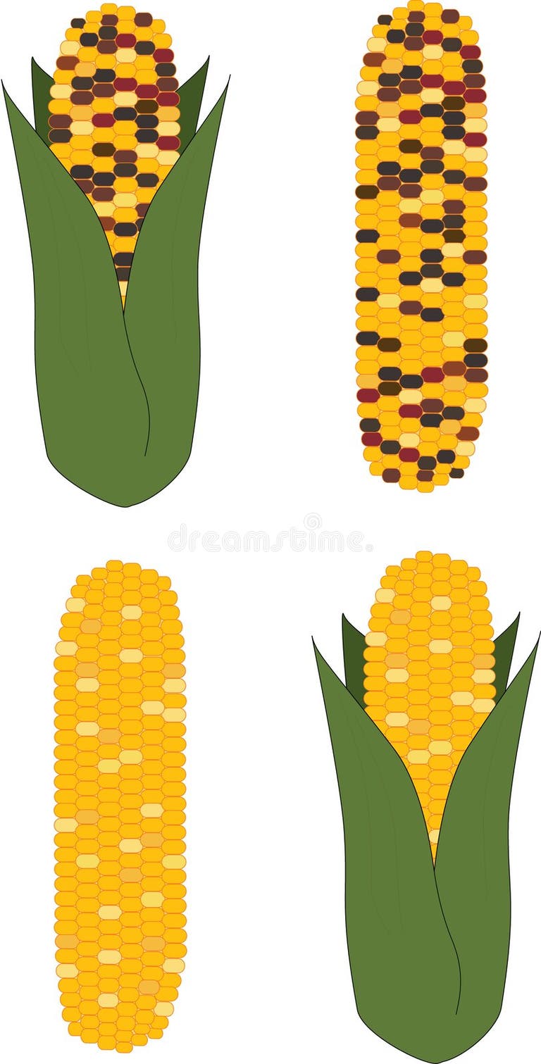 Fall Corn Stalk Stock Illustrations – 635 Fall Corn Stalk Stock ...