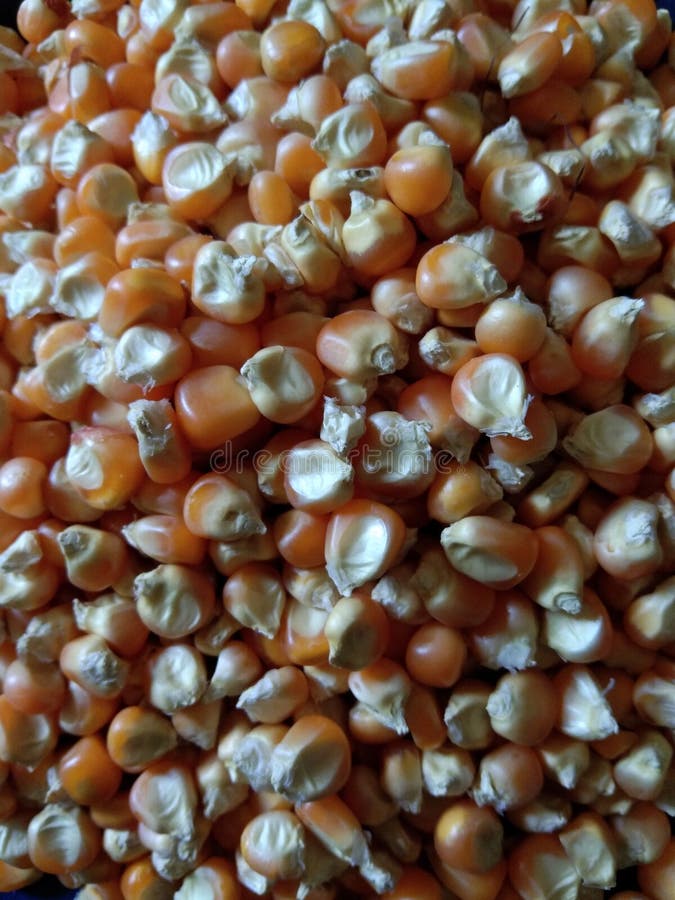 Corn stock image. Image of protein, colour, corn, yellow - 122815097