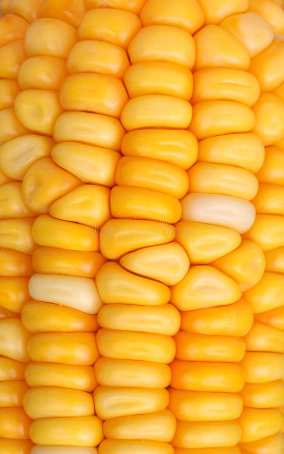 Corn stock photo. Image of ingredient, close, organic - 13048974