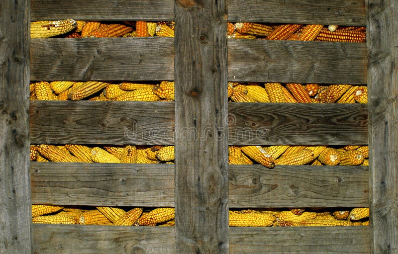 Farmer working in the fram stock photo. Image of paddy - 10735472