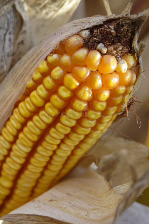 Corn stock photo. Image of harvest, feed, farm, agriculture - 1341590