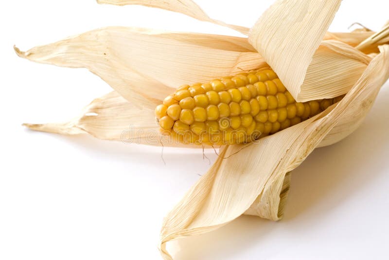 House Mouse (Mus Musculus) Eating Corn Stock Image - Image of pest ...