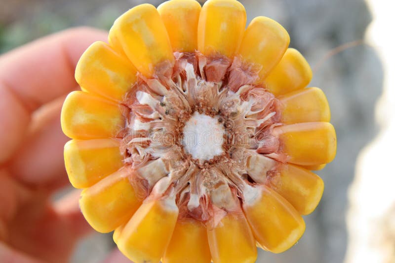 Corn stock photo. Image of additive, food, farm, corn - 1390258