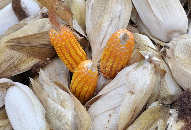 Corn stock photo. Image of fall, isolated, seeds, land - 13909230