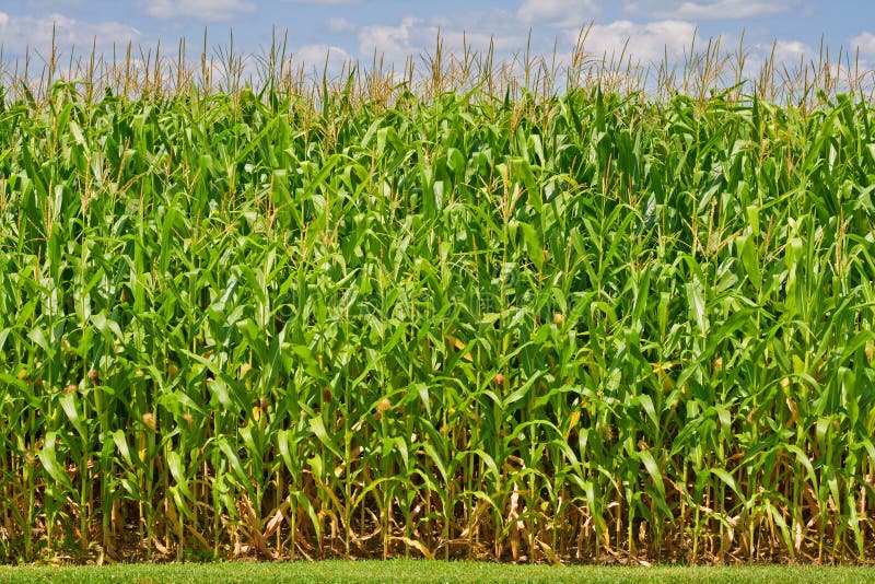 Corn Field stock photo. Image of food, ears, farm, plant - 16198176