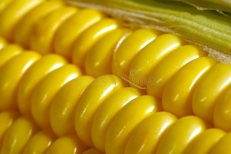Ripe Milo (Sorghum) stock image. Image of farm, durra - 32166931