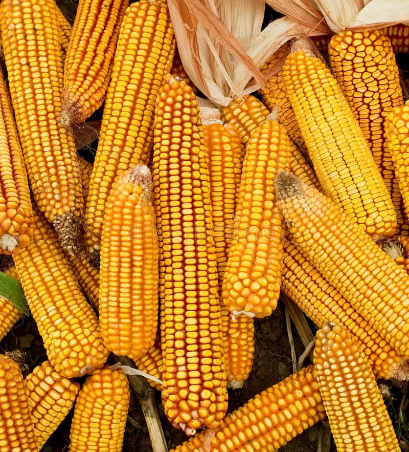 Corn Rows of Dry Dusty Desert Farm Stock Image - Image of cereal, dirt ...