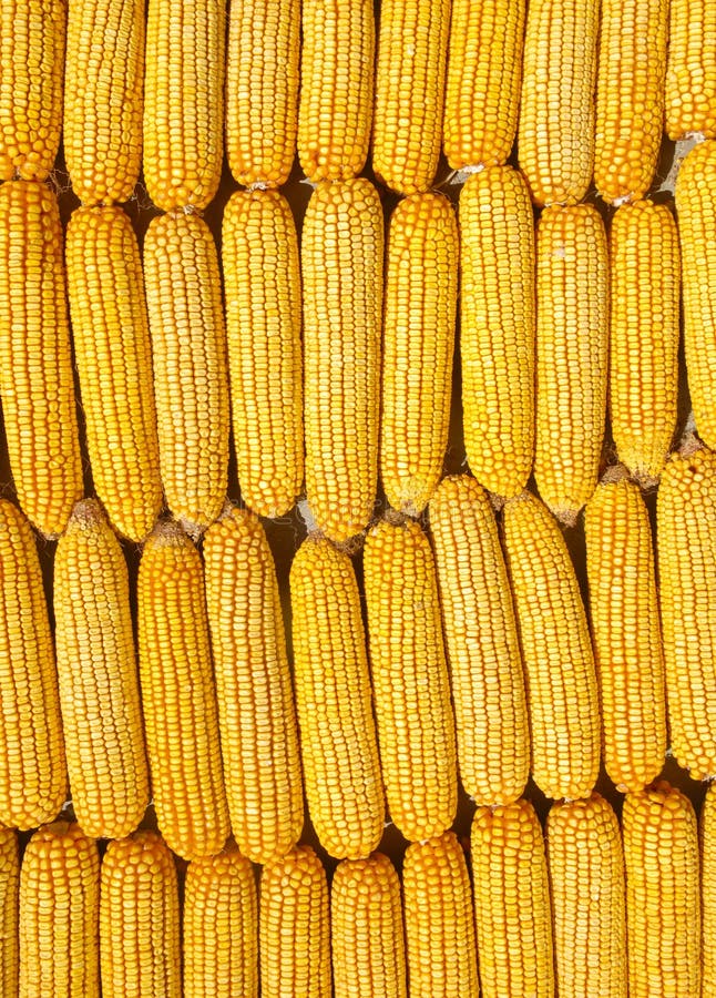 Corn stock photo. Image of harvest, background, grains - 16407826
