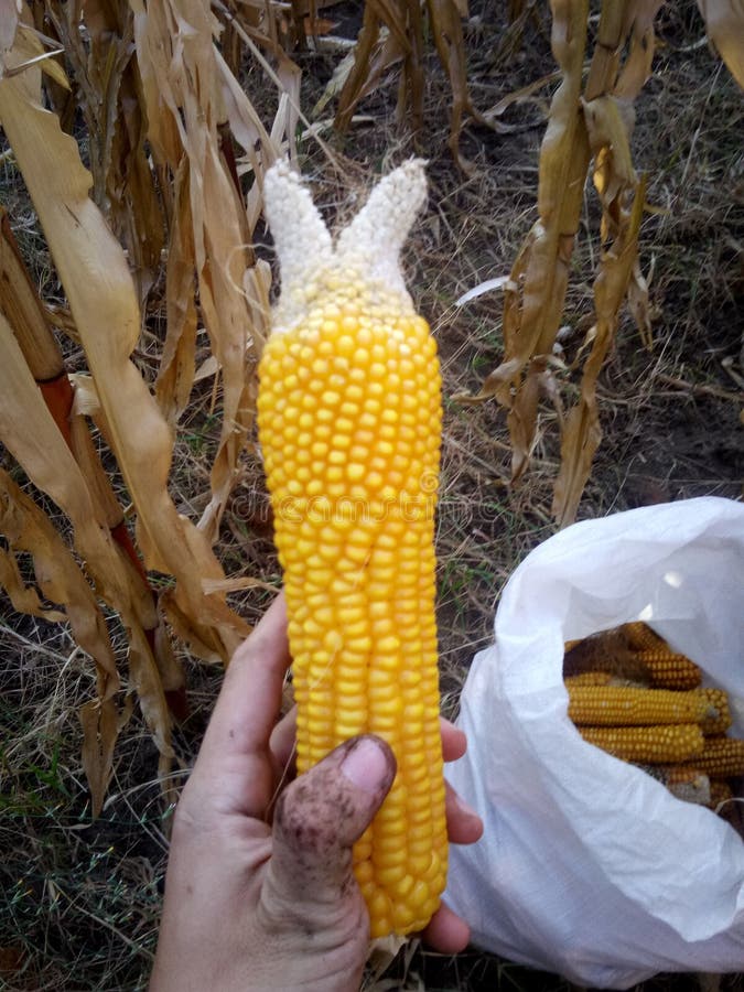 Corn stock image. Image of corn, romania, picoftheday - 166508543