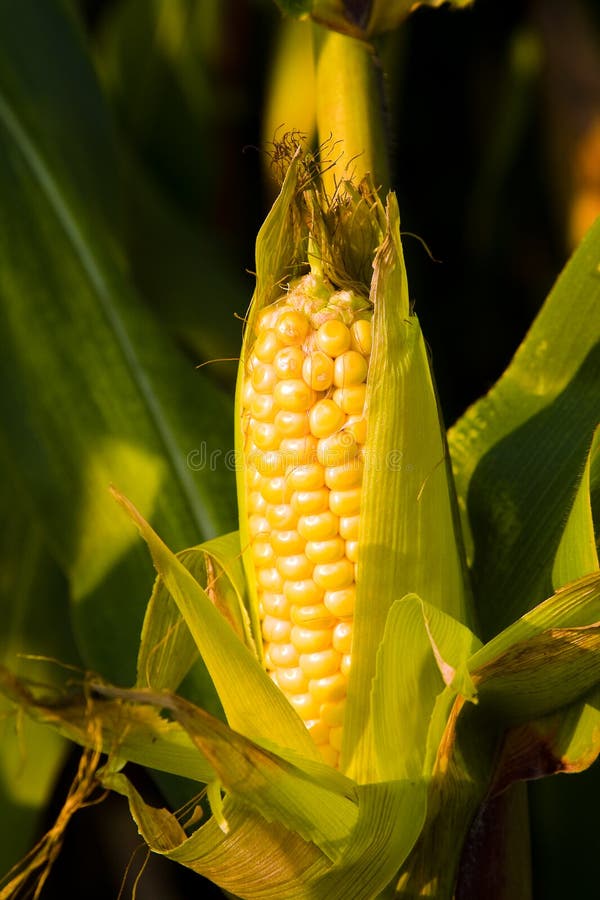 Corn Picture. Image: 16864521