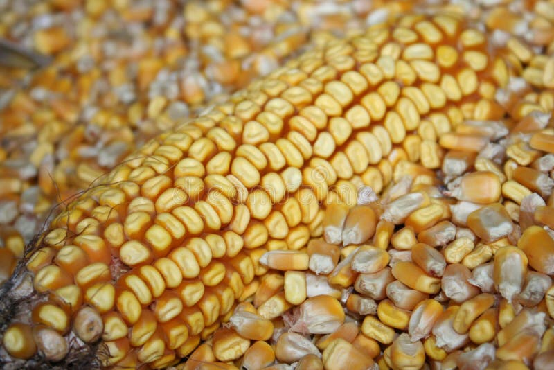 Corn Picture. Image: 1714364