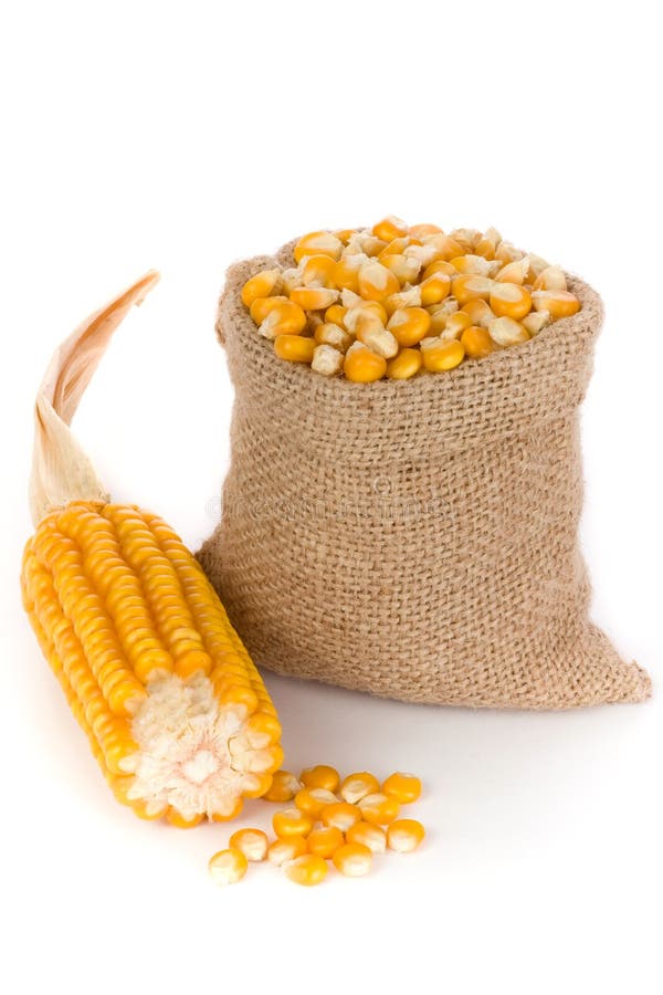 House Mouse (Mus Musculus) Eating Corn Stock Image - Image of pest ...