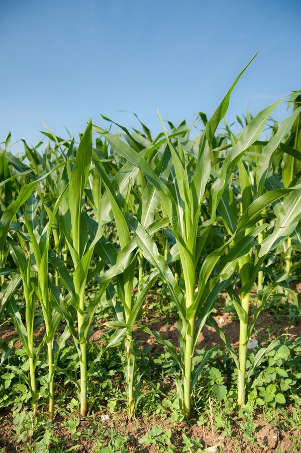 Corn stock photo. Image of organic, kernel, field, gold - 17842336