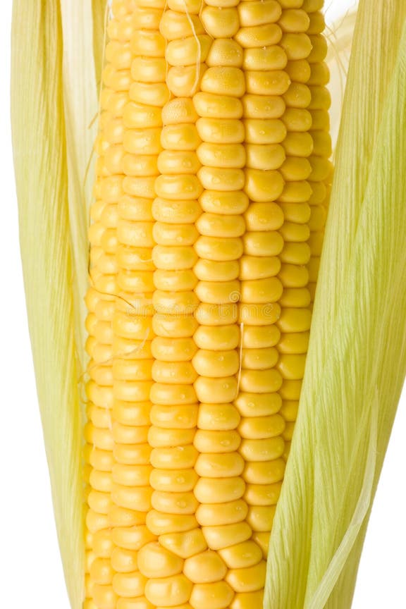 Corn stock image. Image of corn, sweet, husk, uncooked - 19369079