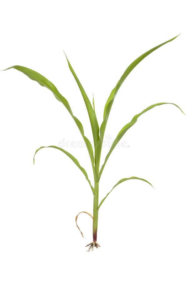 Closeup of Corn Stalk stock image. Image of landscape - 2624591