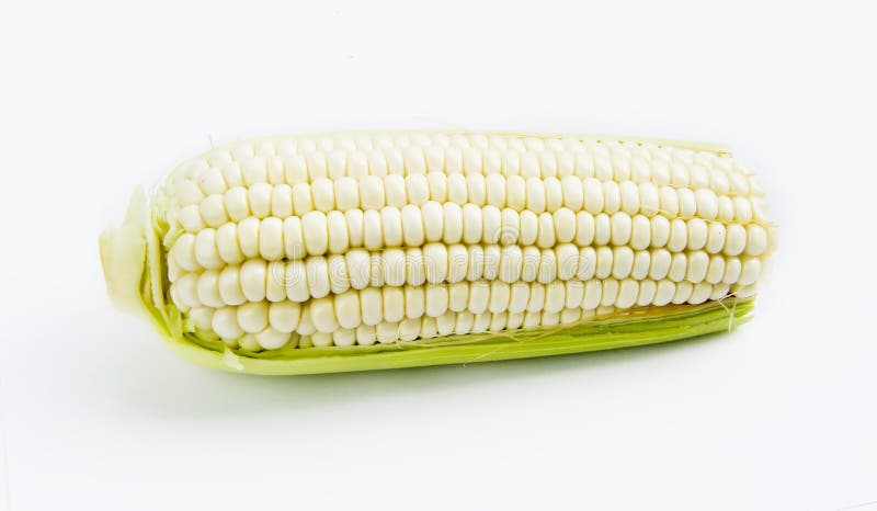 Corn stock photo. Image of farmers, plants, food, maize - 20096508