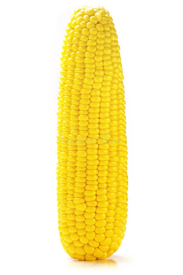 Single corn stock image. Image of kernels, nature, corn - 26272943