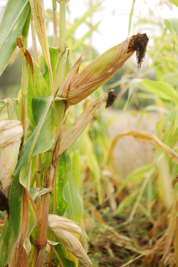 Corn stock image. Image of sunny, plant, husk, popcorn - 21258671