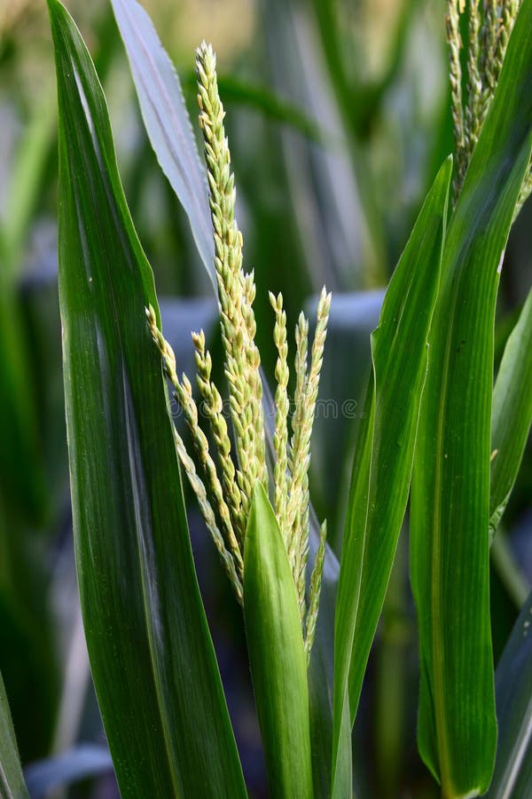 Corn stock image. Image of harvesting, farm, closeup - 21300673