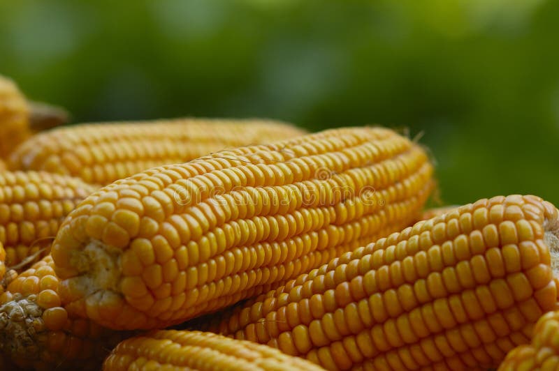 Corn stock image. Image of fruit, farmers, gold, sparkling - 21447421