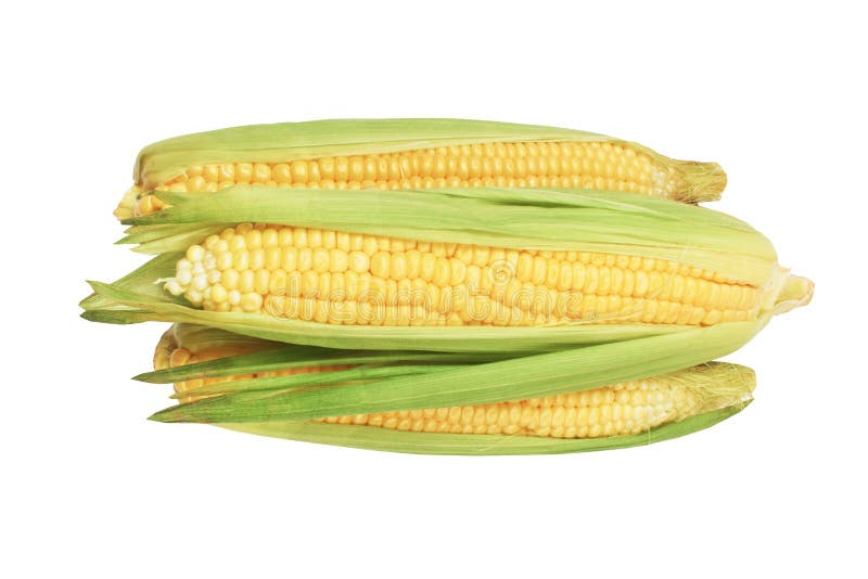 Corn stock image. Image of vegetable, pattern, sweetcorn - 3916229