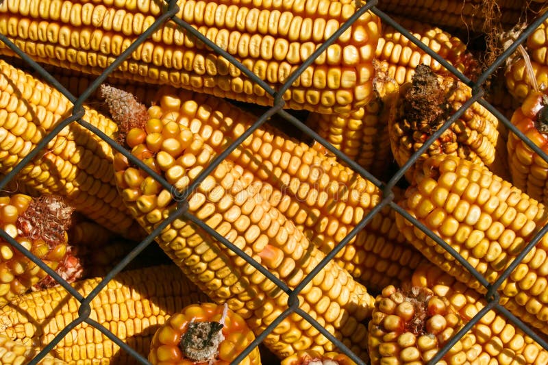 Corn stock photo. Image of silage, wire, domestic, corn - 2259696