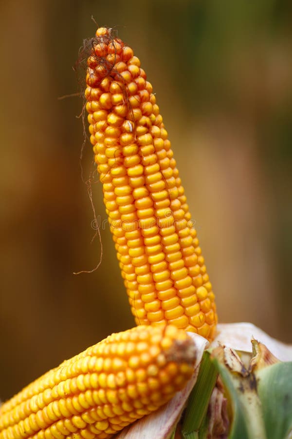Corn stock photo. Image of countryside, gold, energy - 22597202