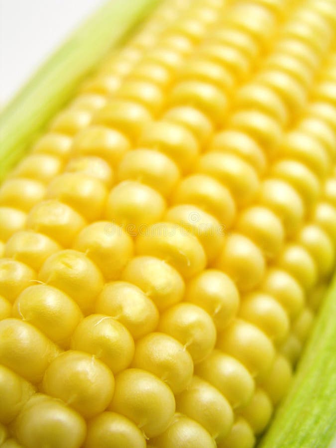 Corn bouquet stock photo. Image of photograph, american - 4416532