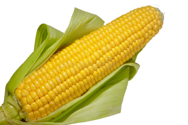 Corn 2 stock photo. Image of snack, fresh, plate, picnic - 2214140