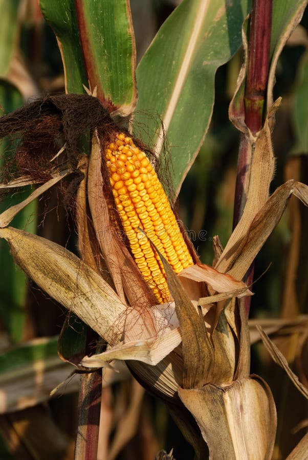 Corn stock photo. Image of wheat, fruit, three, corn - 24542982