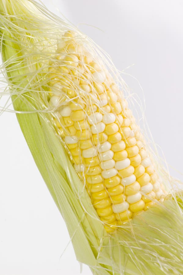 Husking Corn stock photo. Image of people, delicious, harvest - 2807694