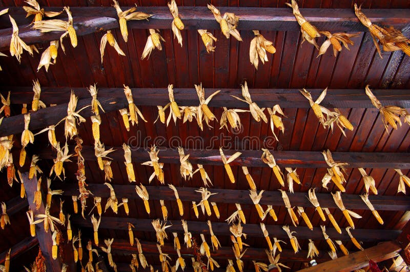 Corn stock image. Image of ceiling, corn, hang, wall - 24769043