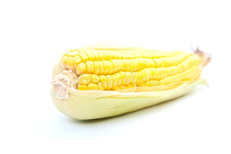 Angiosperm Morphology: The Closed And Collateral Vascular Bundle In Zea ...