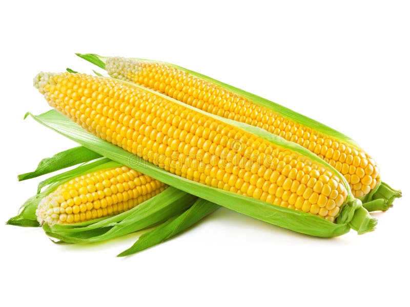Corn stock photo. Image of maize, husk, healthy, leaf - 21377206