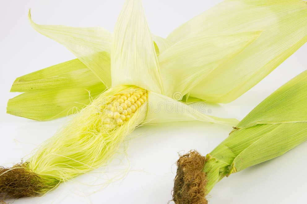 Corn stock photo. Image of sharp, mature, crops, corn - 25553440
