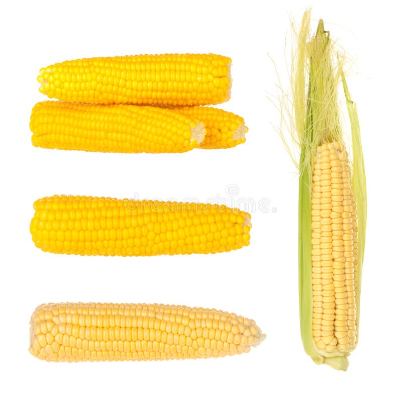 Corn stock photo. Image of harvest, corn, food, white - 26515948