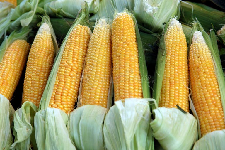 Corn stock photo. Image of green, shaft, food, seven, crop - 265938