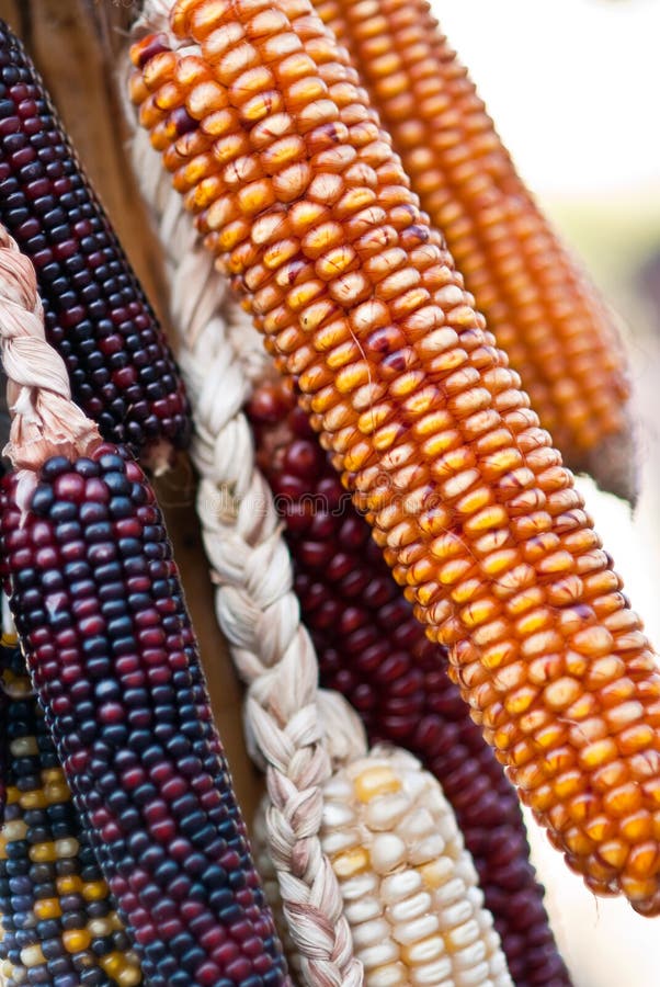 Corn stock image. Image of agriculture, plant, nature - 26998919
