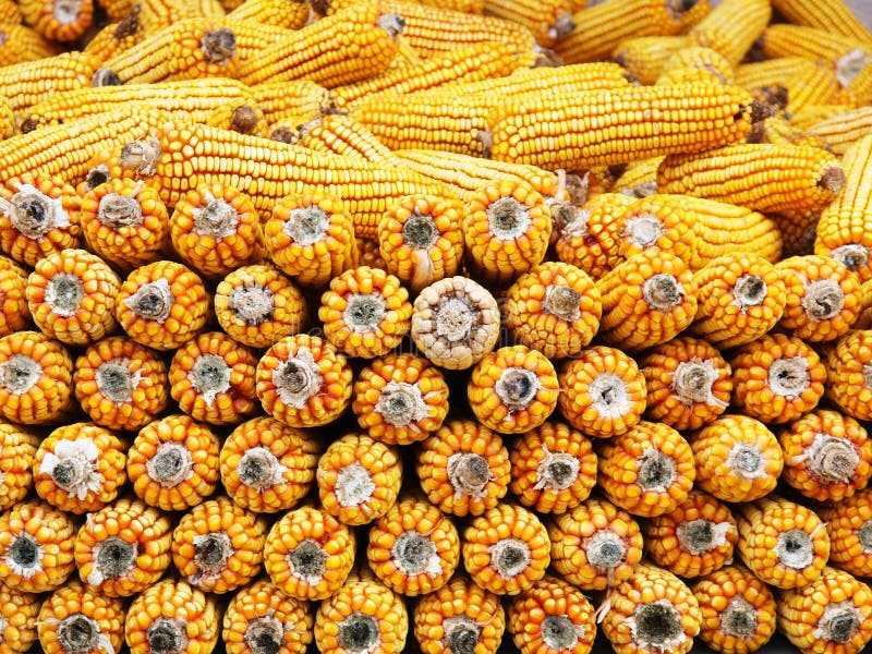 Corn stock photo. Image of harvest, natural, wood, mays - 22507372