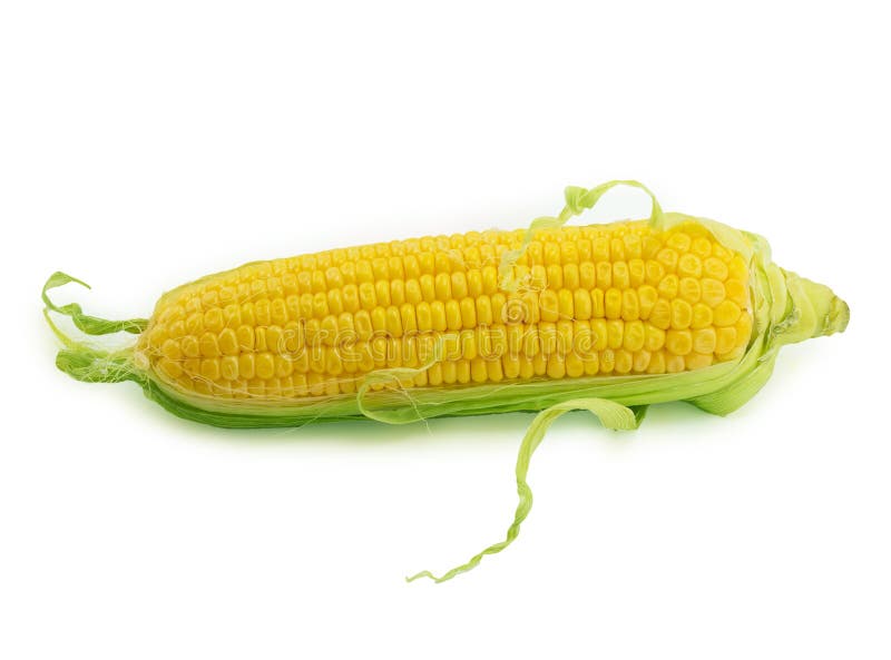 Single Tiny Limp Corn Cob stock image. Image of preserved - 18270205