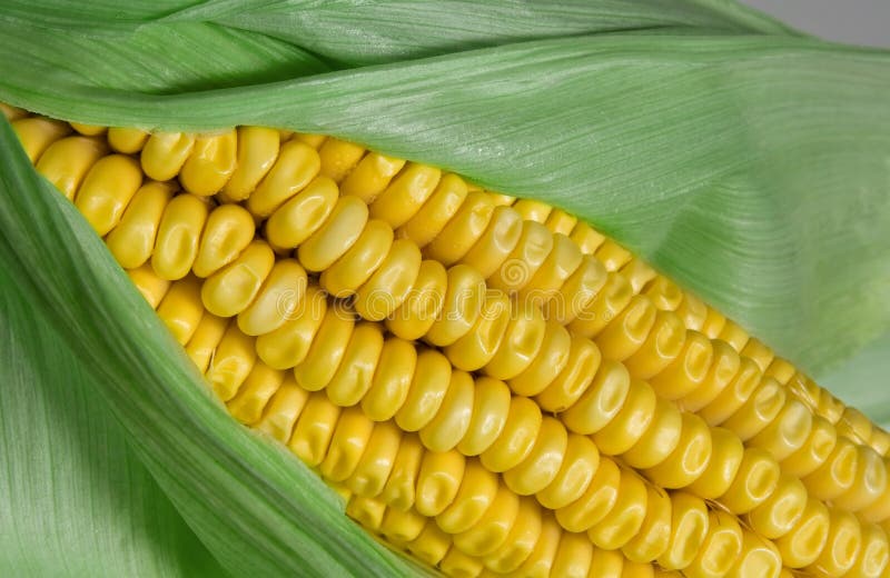 Corn stock image. Image of harvest, food, green, crop, healthful - 303431
