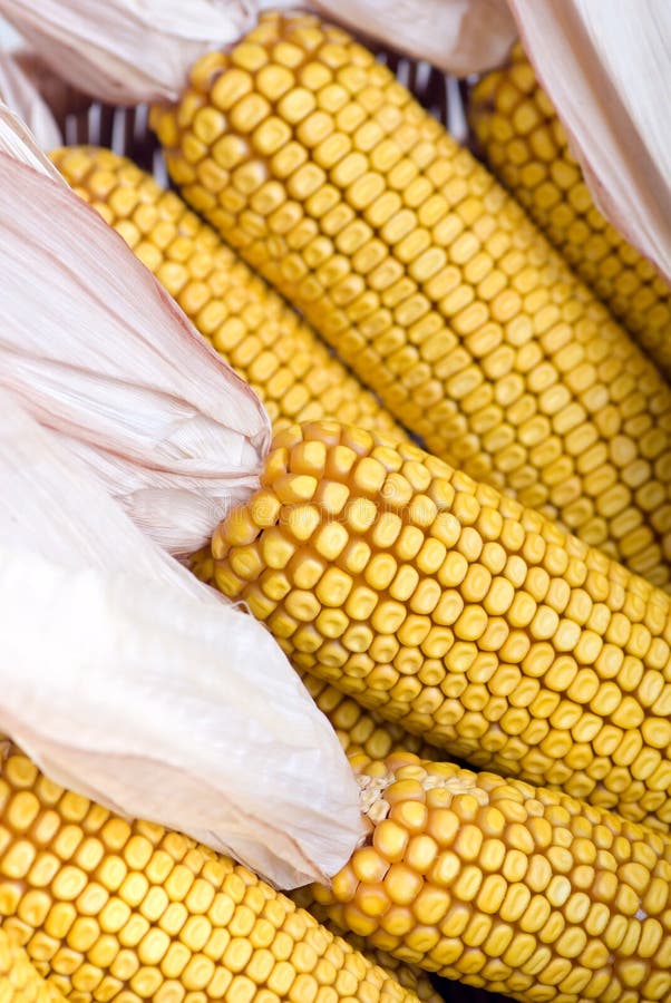 Corn stock image. Image of harvest, isolated, nature, grain - 3104489