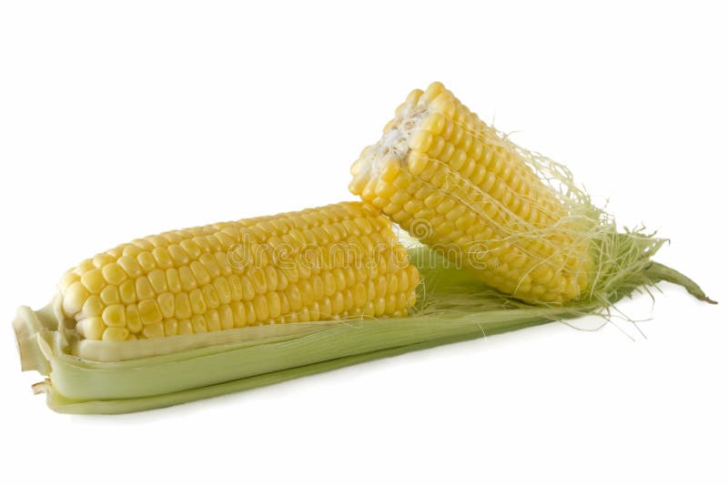 Three corn cobs stock photo. Image of harvest, green, health - 1364524