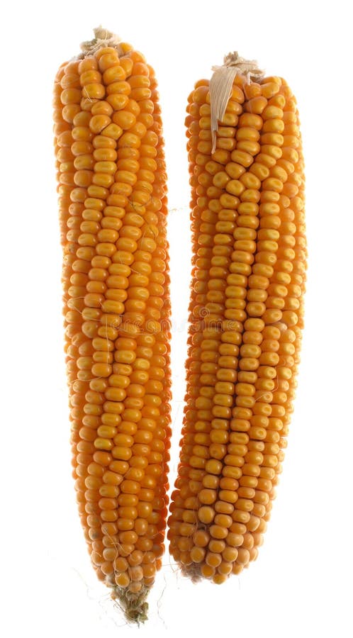 Corn stock image. Image of gold, organic, freshness, full - 3332075